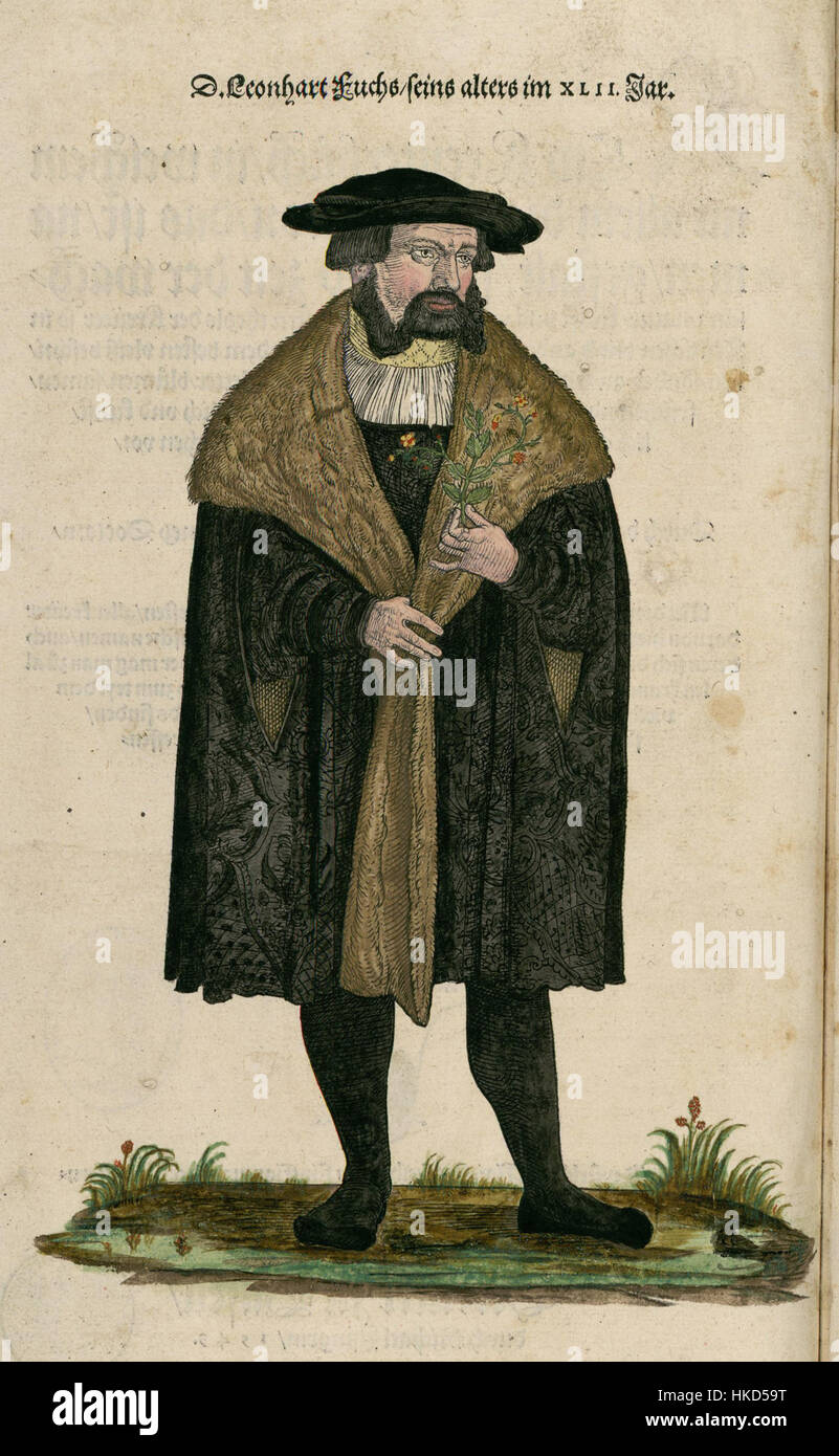 Leonhart Fuchs' 1543 work is a detailed botanical illustration ...