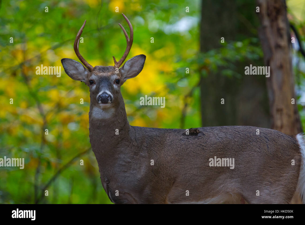 White tail buck hi-res stock photography and images - Alamy