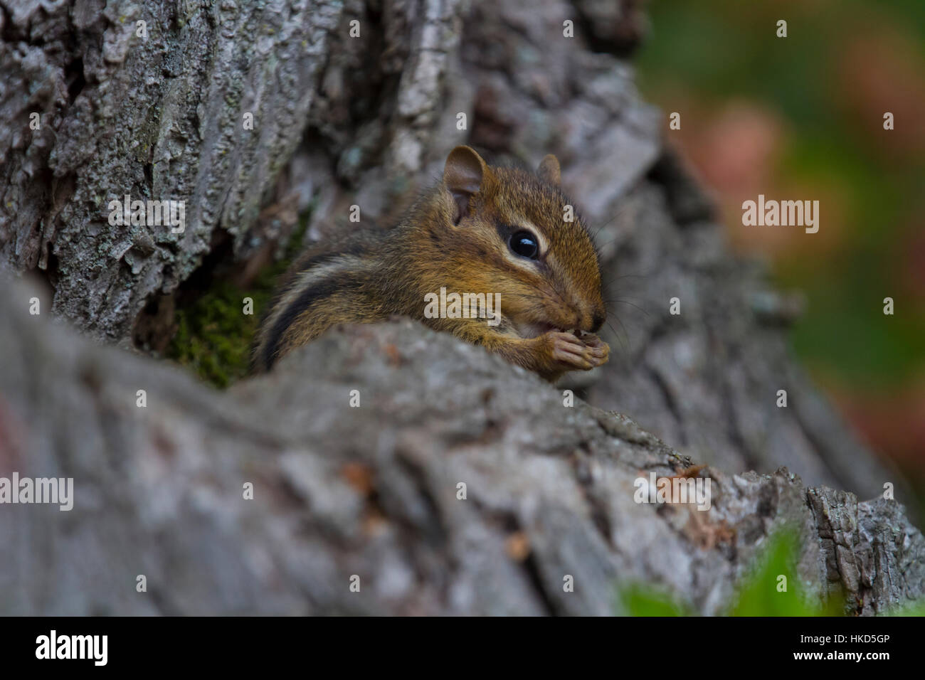 American eastern deciduous forest hi-res stock photography and images ...