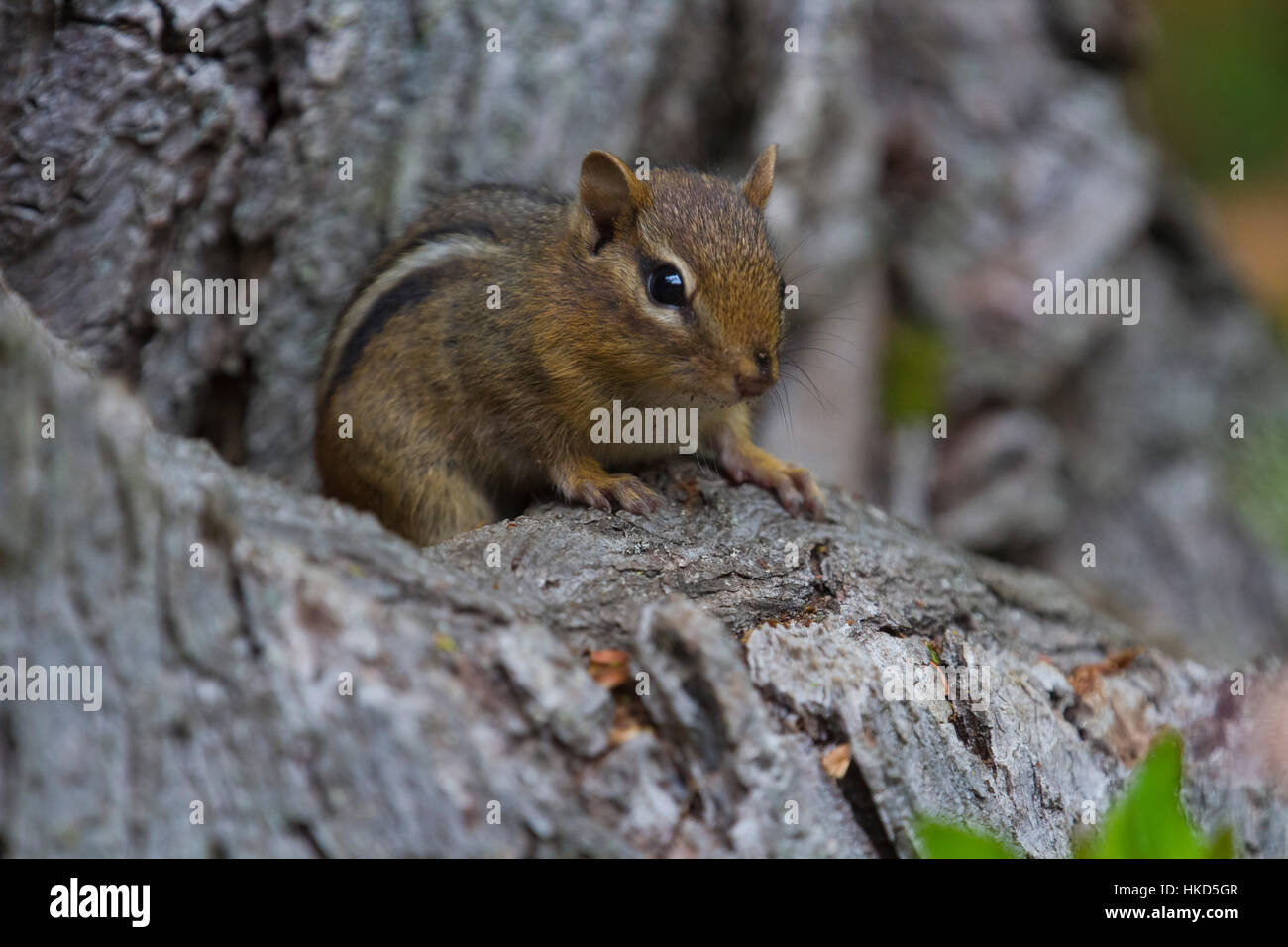Chipmunk species hi-res stock photography and images - Alamy
