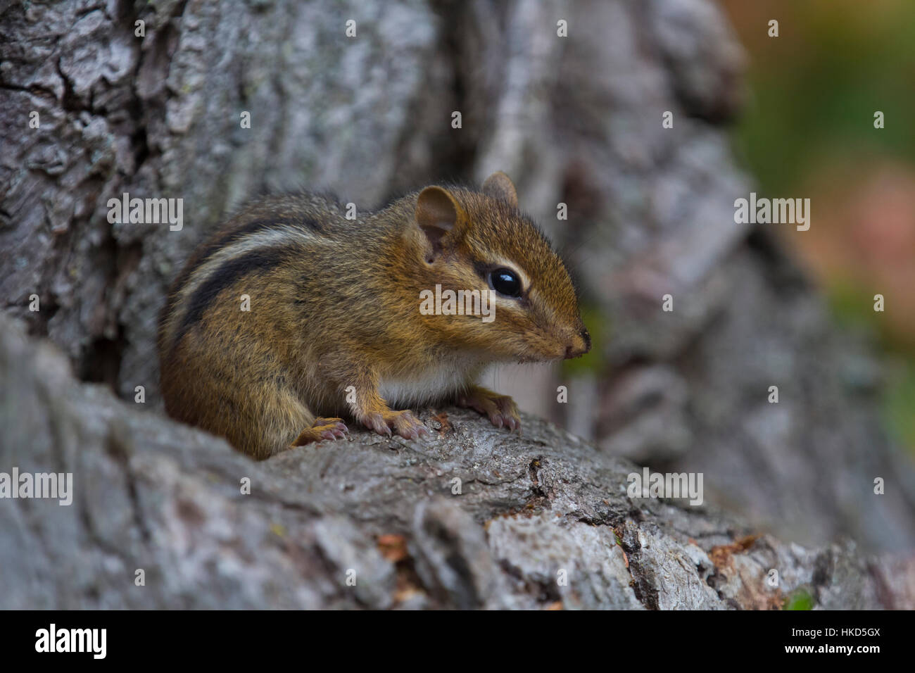 Chipmunk nesting hi-res stock photography and images - Alamy