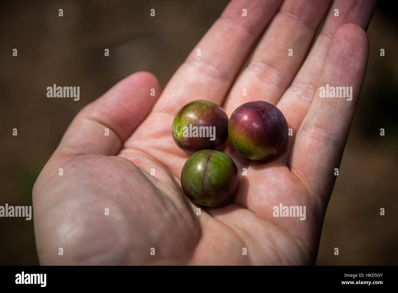 Plums growing at a farm, Israel Stock Photo - Alamy