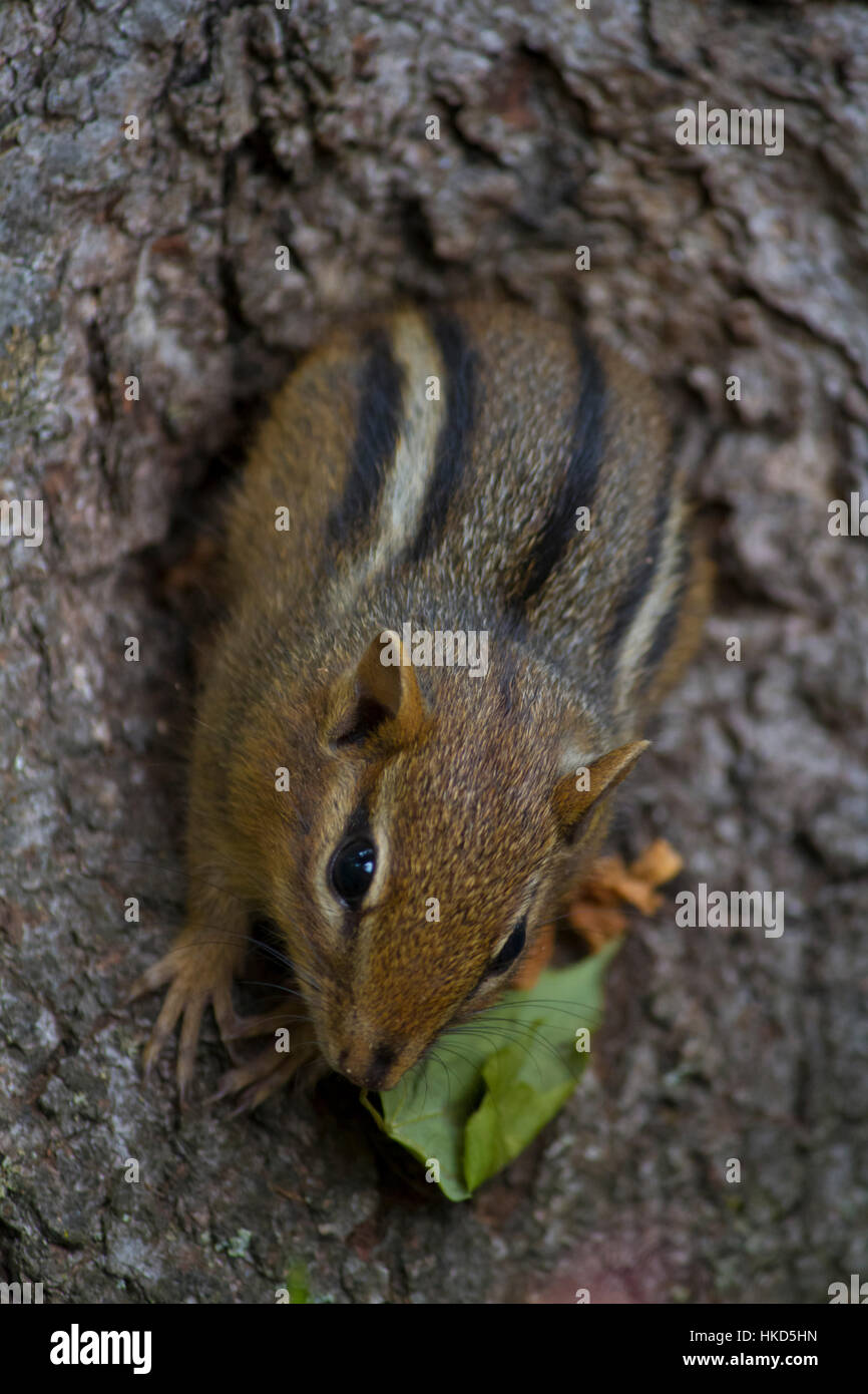 Chipmunk nesting hi-res stock photography and images - Alamy
