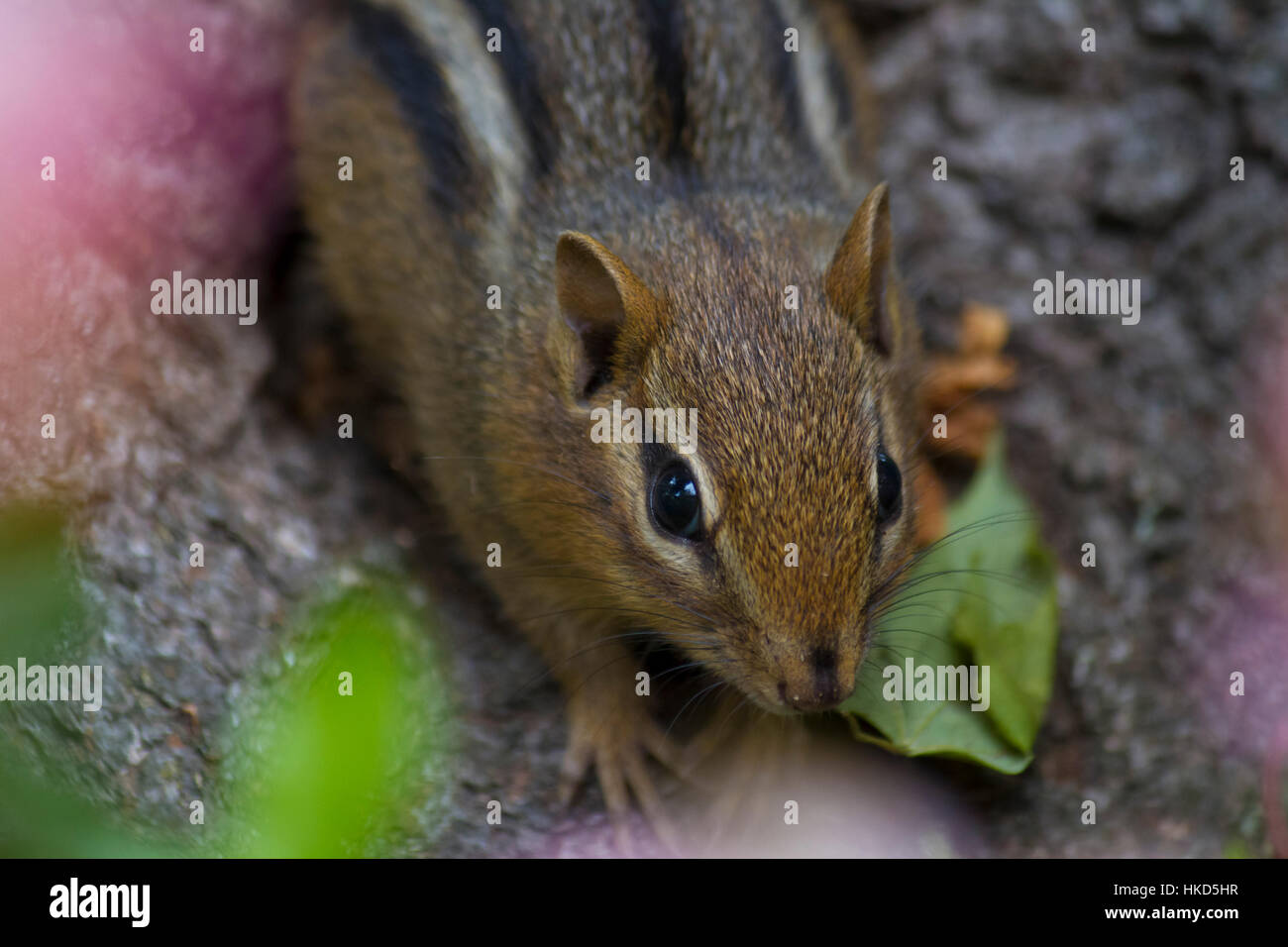 Chipmunk nesting hi-res stock photography and images - Alamy