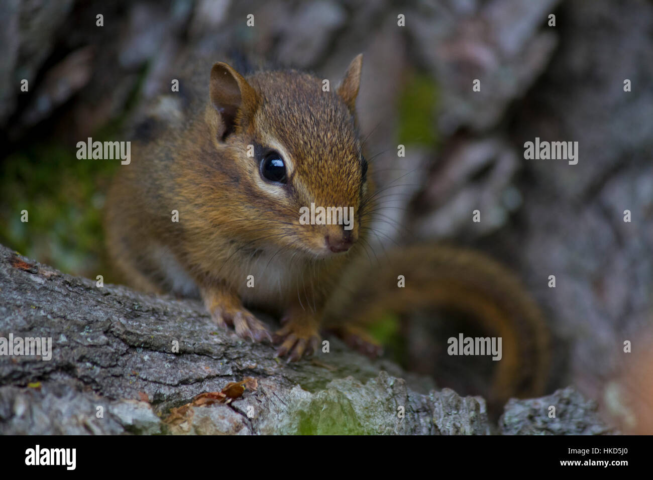 Chipmunk nesting hi-res stock photography and images - Alamy