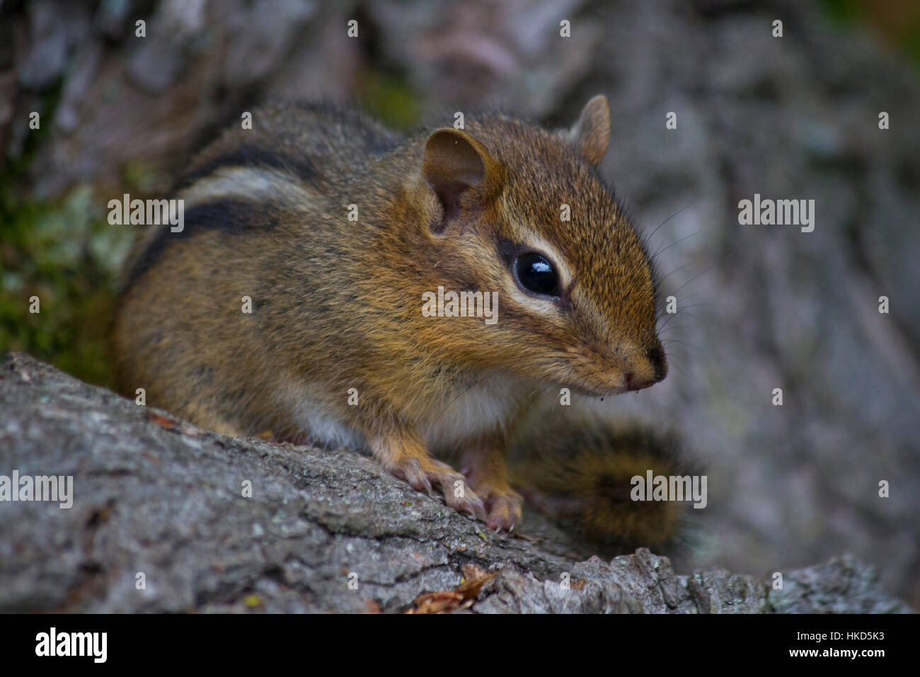 Underground nesting mammal hi-res stock photography and images - Alamy