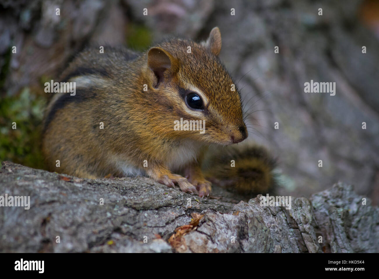 Chipmunk nesting hi-res stock photography and images - Alamy