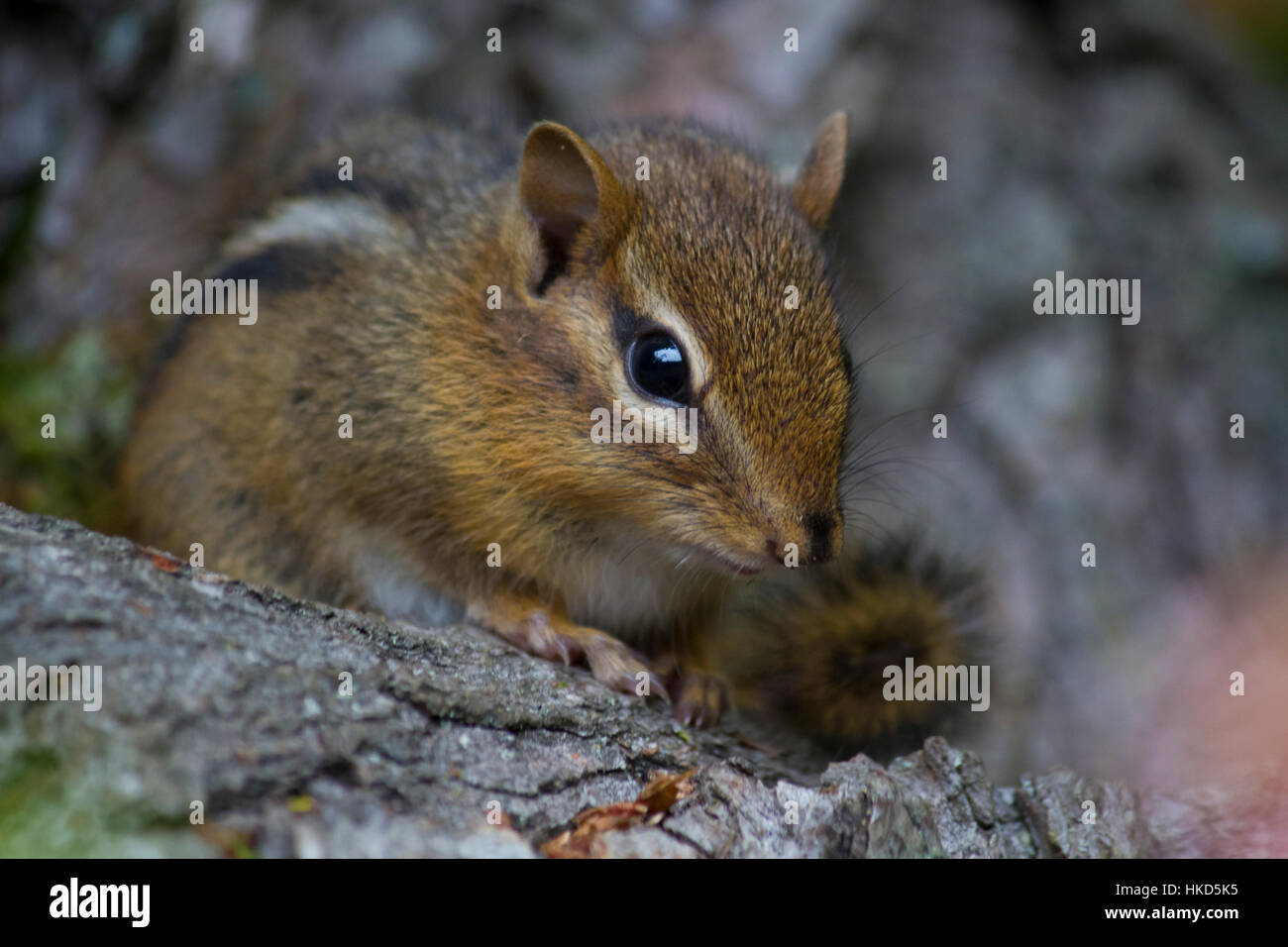 Chipmunk nesting hi-res stock photography and images - Alamy