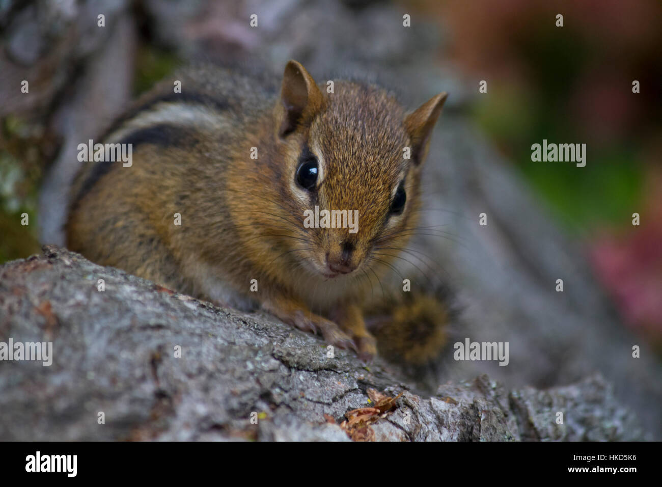 Chipmunk nesting hi-res stock photography and images - Alamy