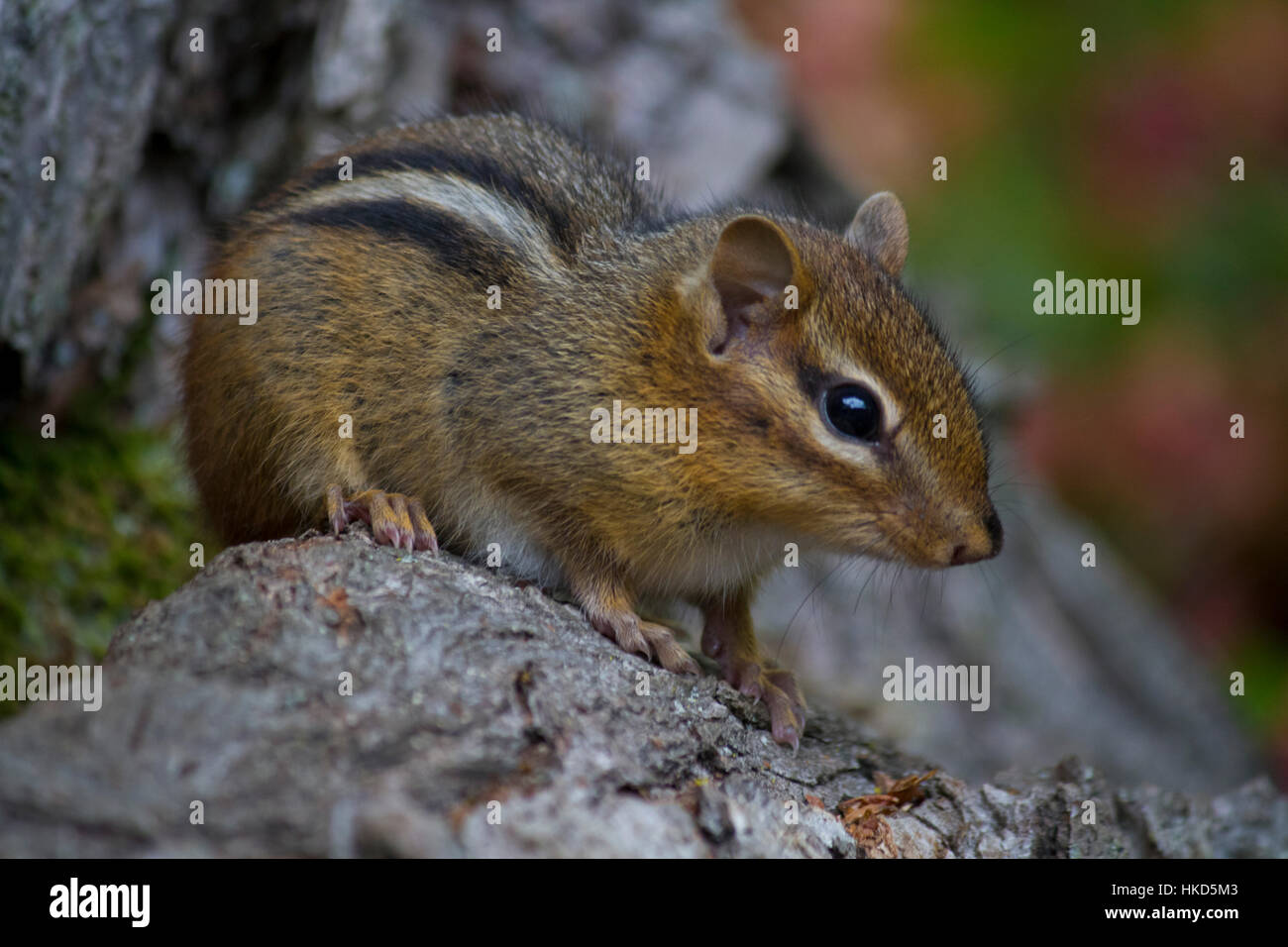 Chipmunk nesting hi-res stock photography and images - Alamy