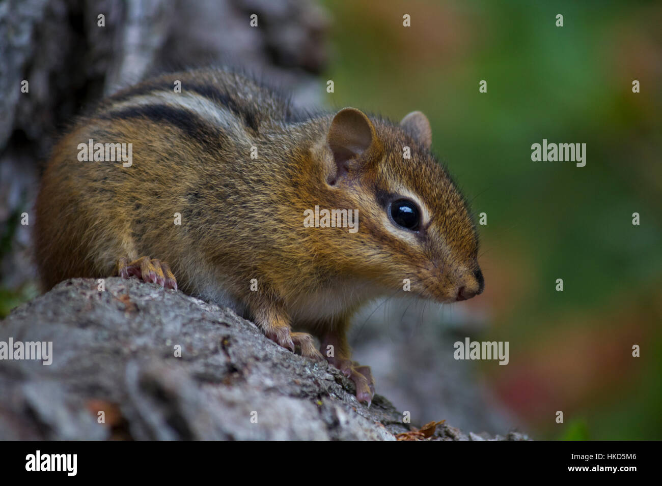 Chipmunk nesting hi-res stock photography and images - Alamy