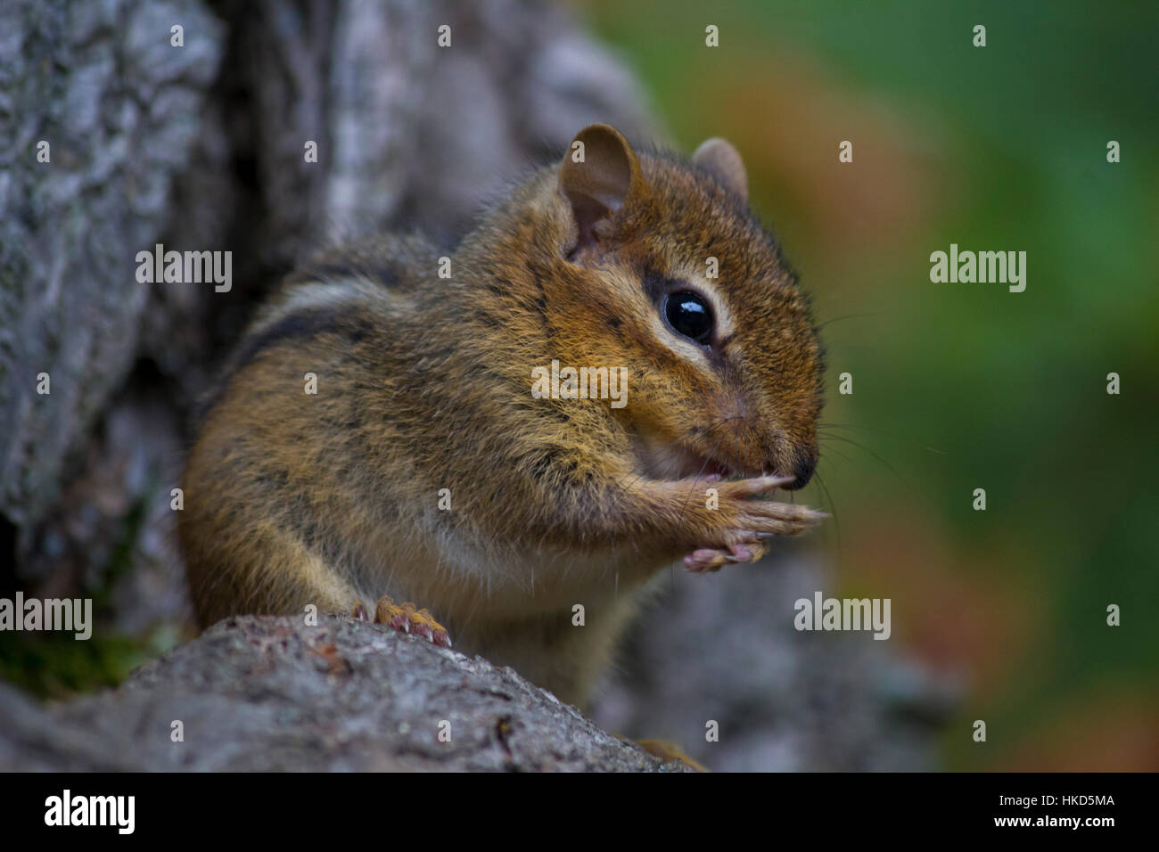 Chipmunk nesting hi-res stock photography and images - Alamy