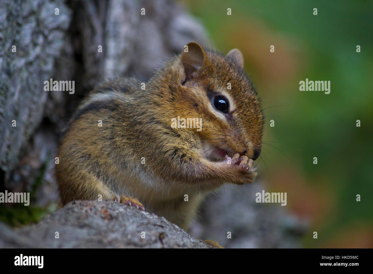 Chipmunk nesting hi-res stock photography and images - Alamy