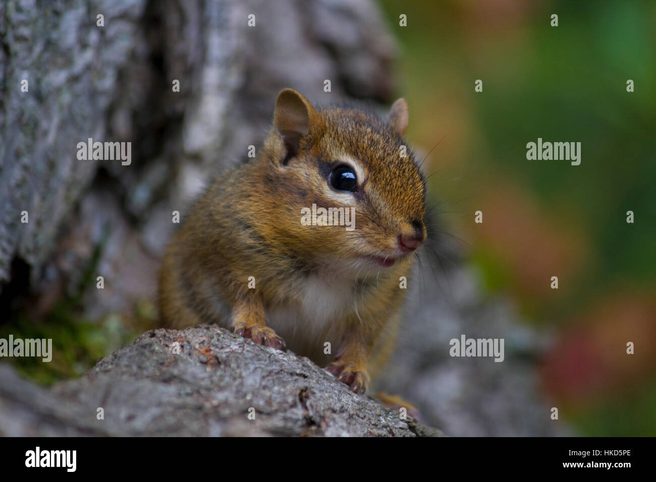 Chipmunk nesting hi-res stock photography and images - Alamy