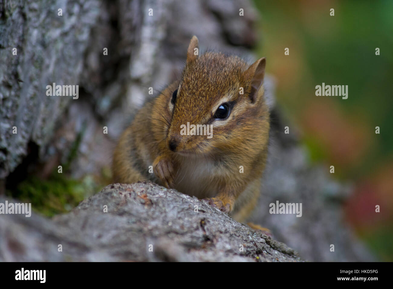 Chipmunk nesting hi-res stock photography and images - Alamy