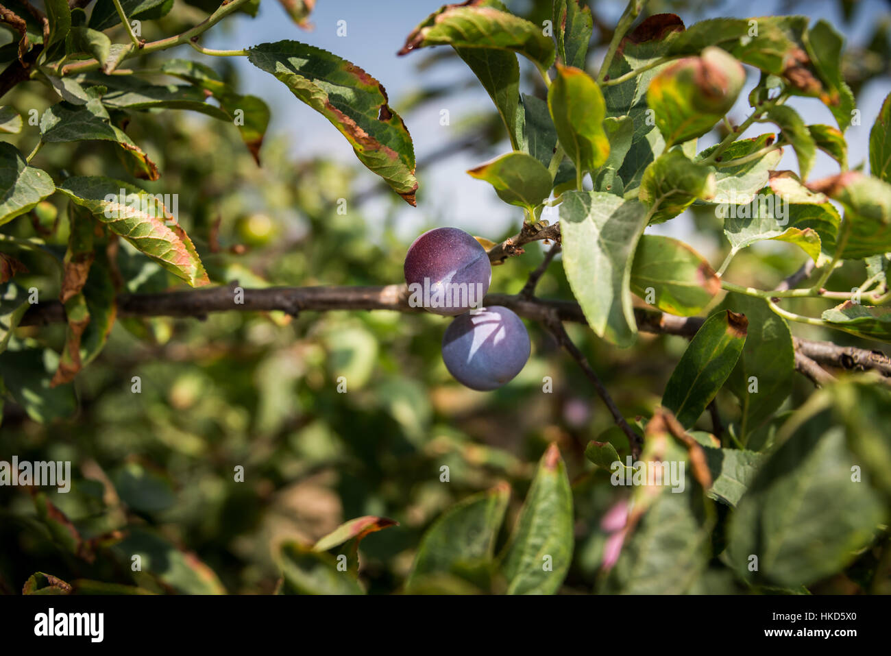 Plums growing at a farm, Israel Stock Photo - Alamy