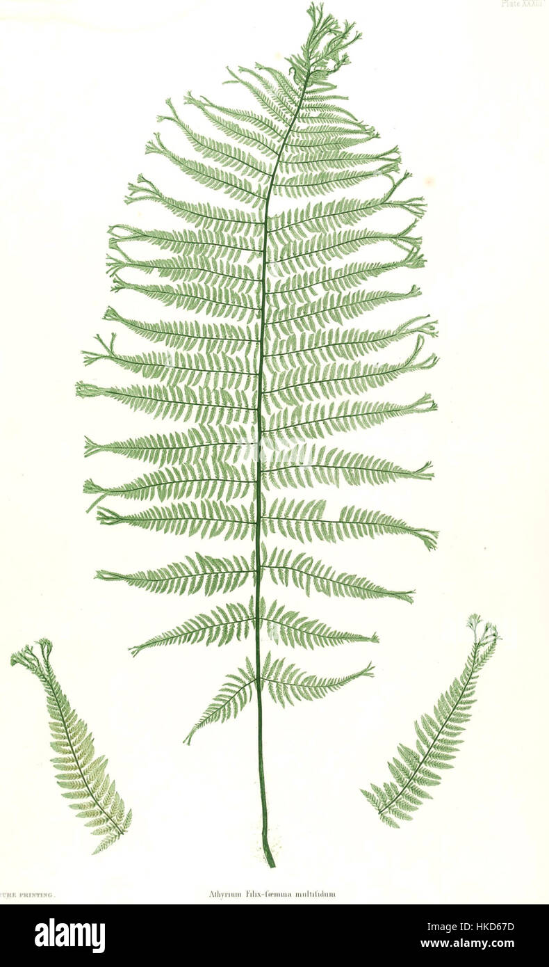 The image presents a detailed botanical illustration of Athyrium filix ...