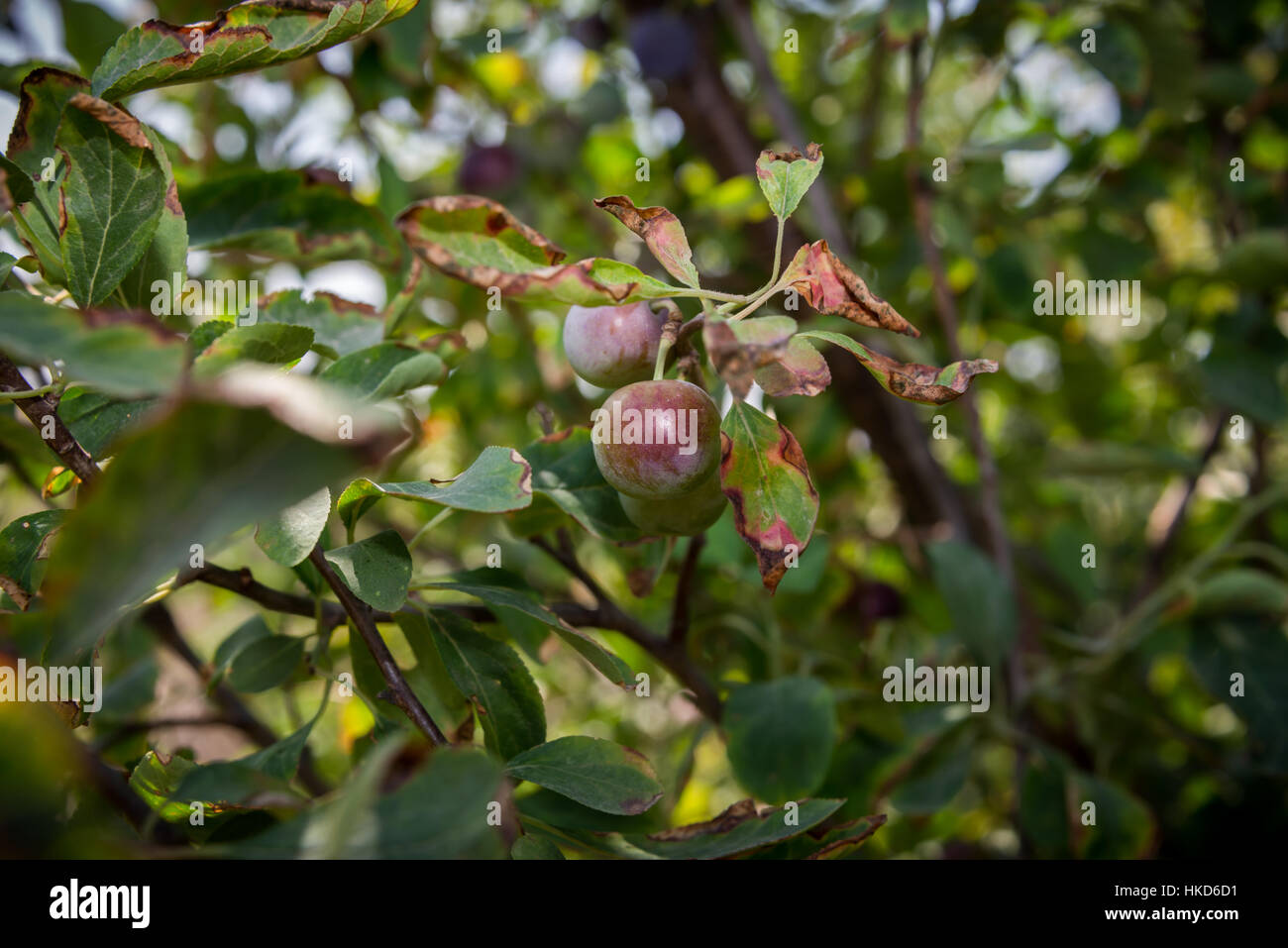 Plums growing at a farm, Israel Stock Photo - Alamy