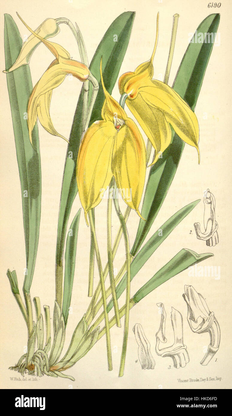 This botanical illustration of 'Masdevallia davisii' from Curtis' 101 ...