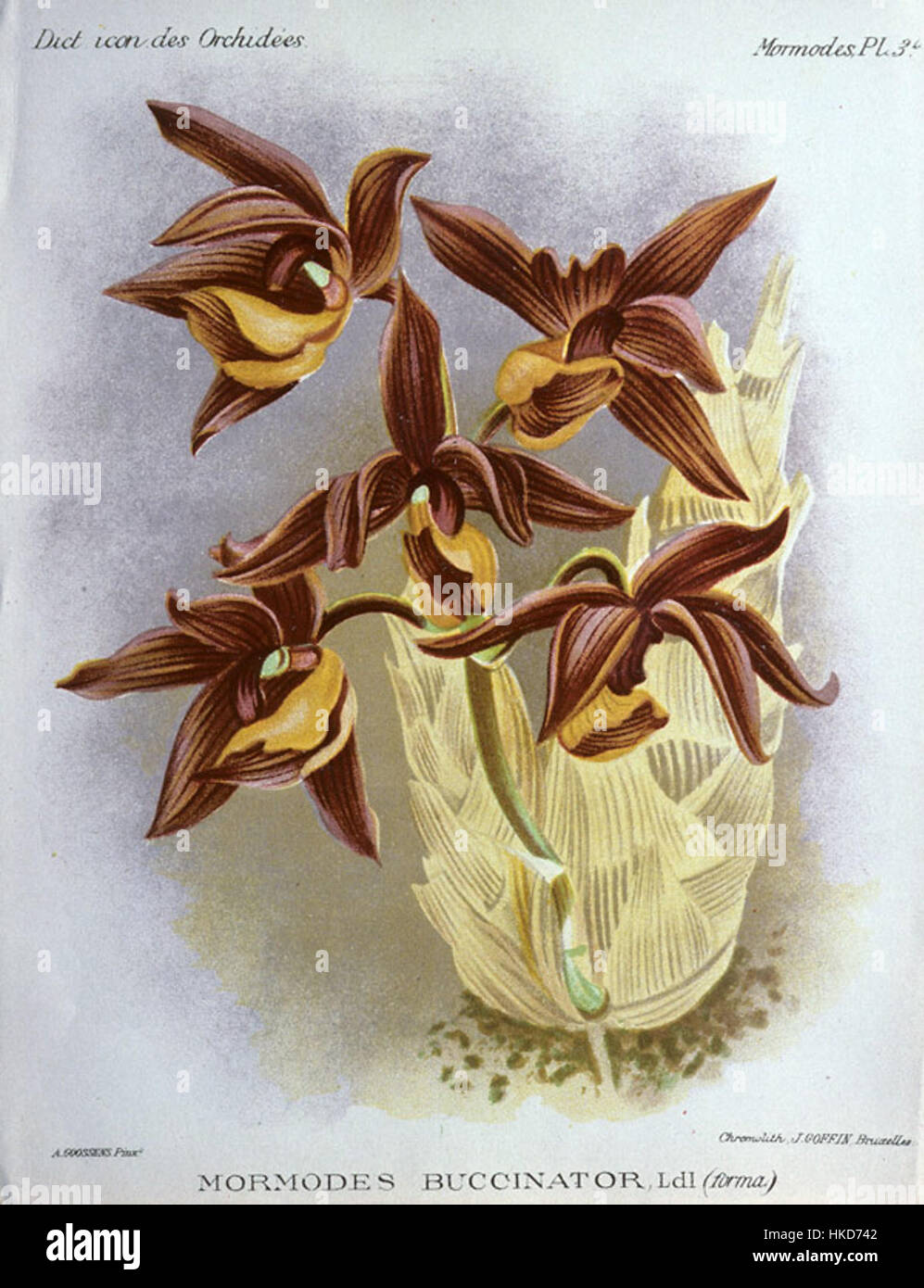 This botanical illustration from 1896 depicts the Mormodes buccinator ...