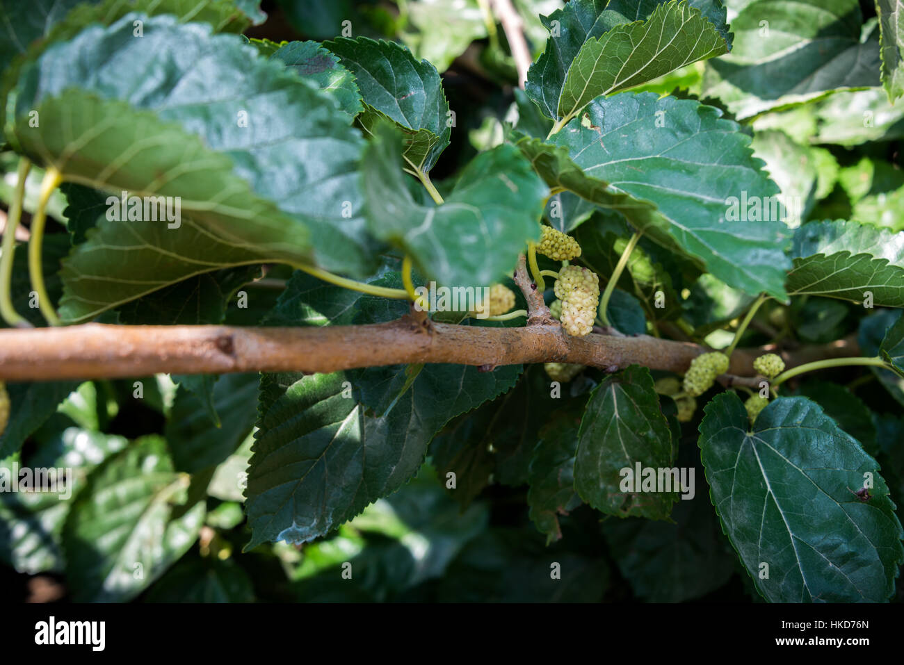 Mulberry farm hi-res stock photography and images - Alamy