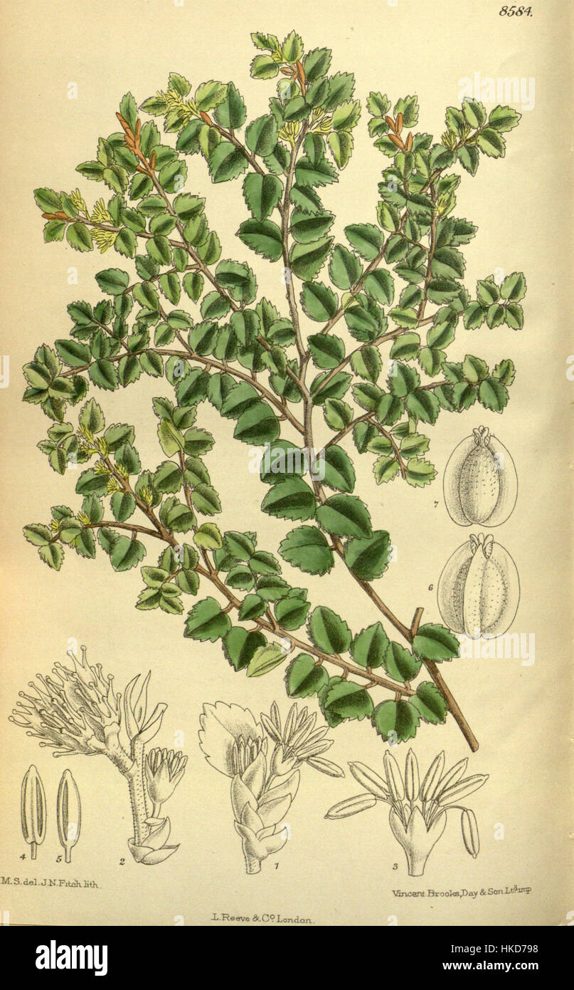 This botanical illustration showcases *Nothofagus cunninghamii ...