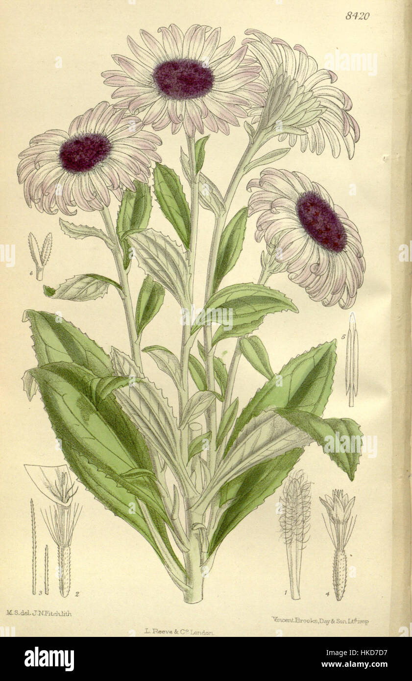 Olearia chathamica, also known as the Chatham Island daisy, is a rare ...