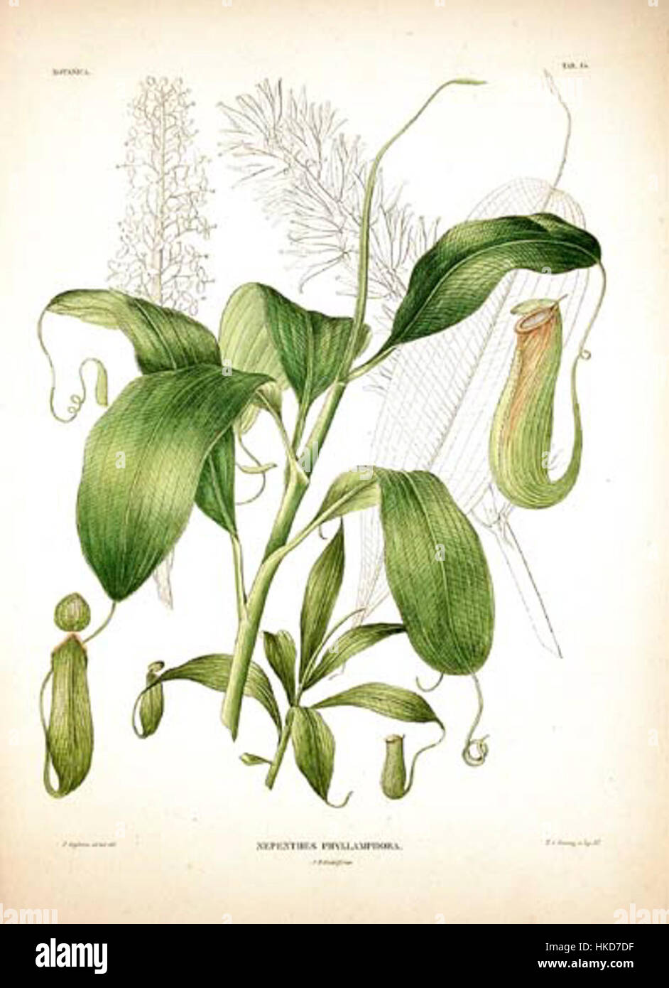 Nepenthes phyllamphora is a species of carnivorous plant, known for its ...