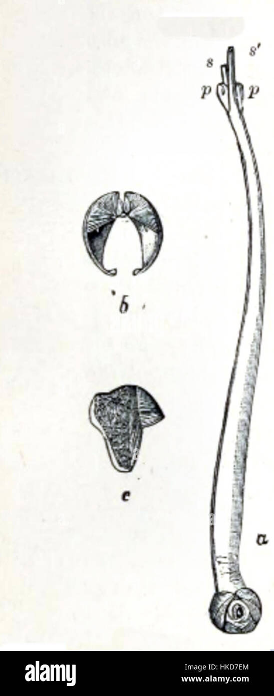 This illustration depicts the marine borer Nototeredo norvagica, a ...