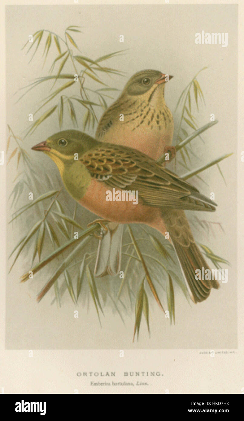 This painting of the Ortolan Bunting captures the delicate features and ...