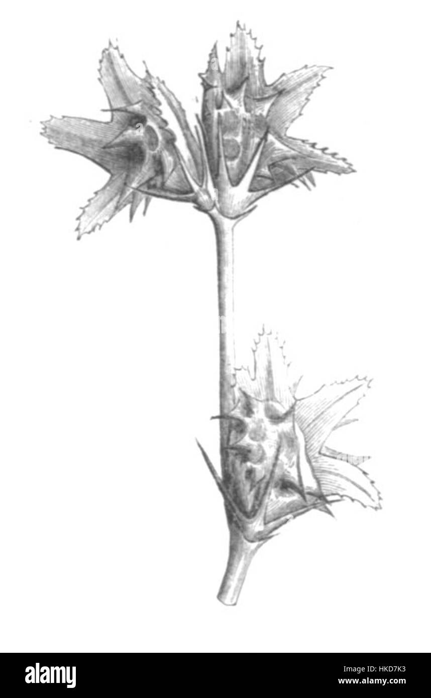 Patterns captures Cut Out Stock Images & Pictures - Alamy