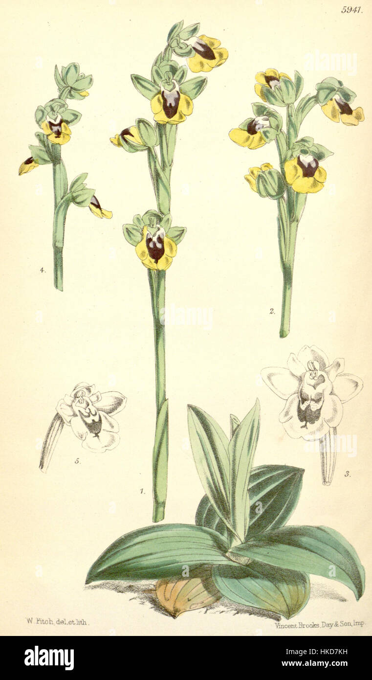 The illustration of Ophrys lutea, featured in Curtis' Botanical ...
