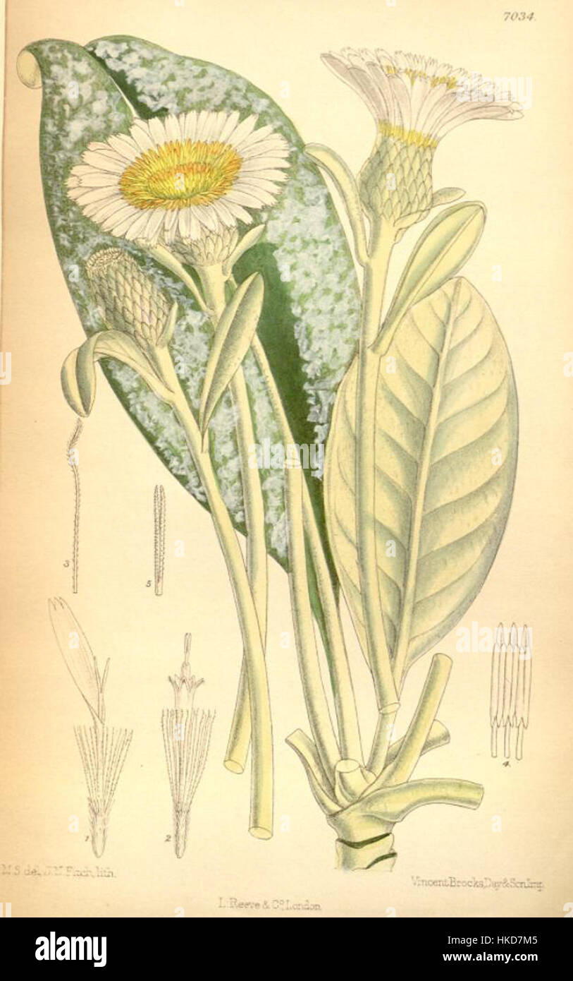 'Olearia insignis' is a botanical artwork depicting the flowering plant ...