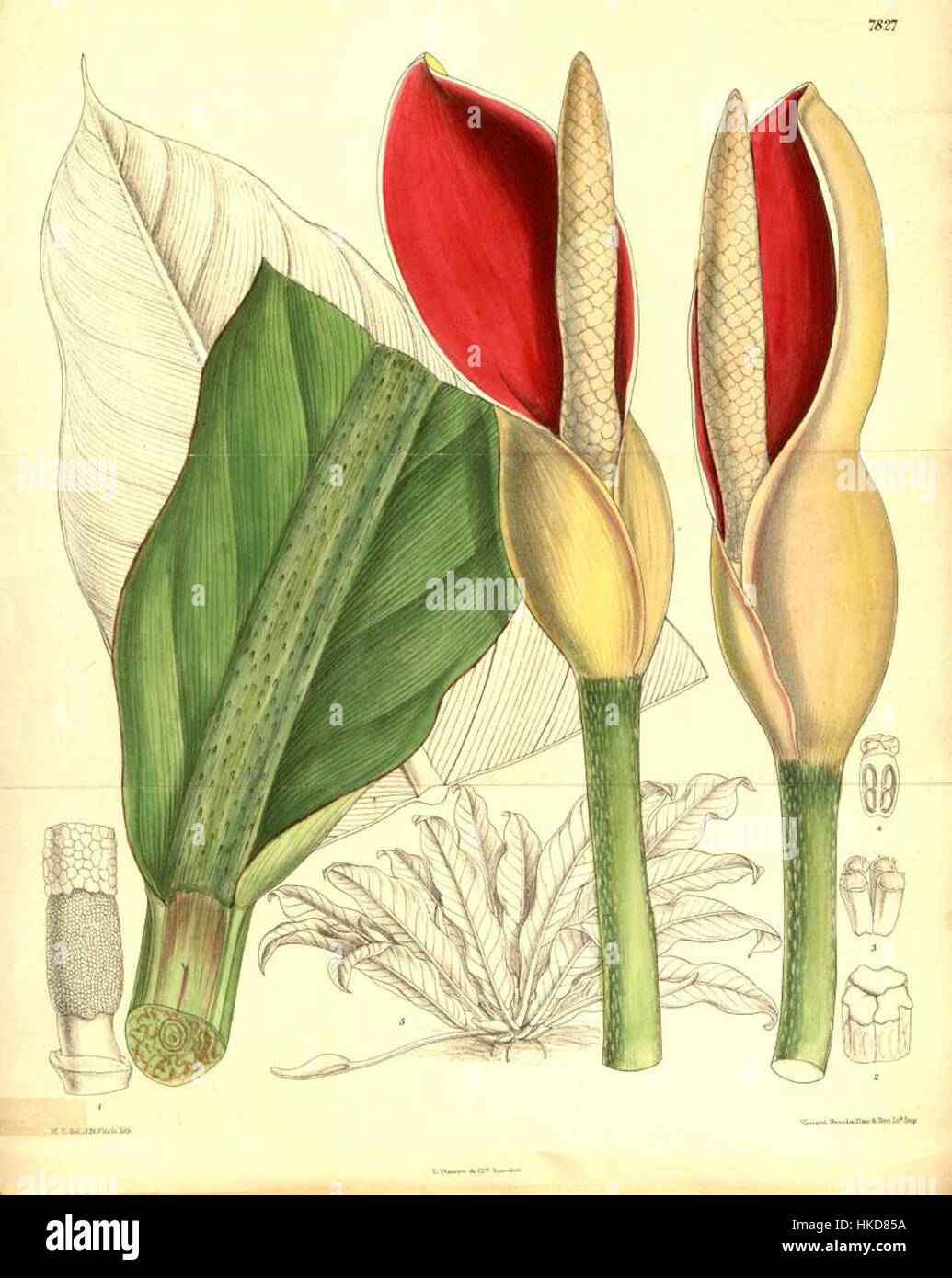 The 'Philodendron insigne' is a botanical illustration showcasing the ...