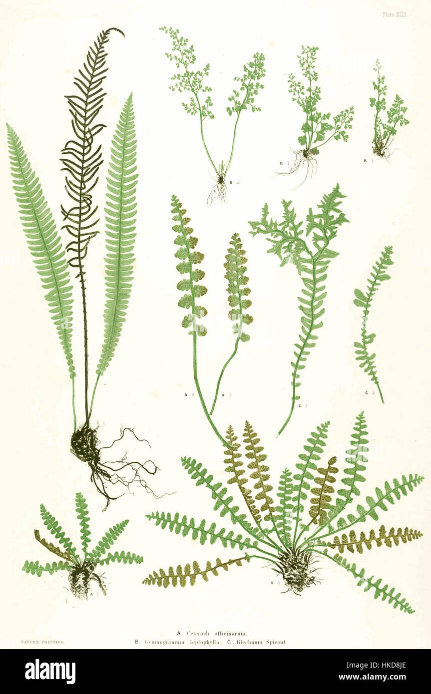The Polypodiaceae spp. illustration by Moore showcases various fern ...