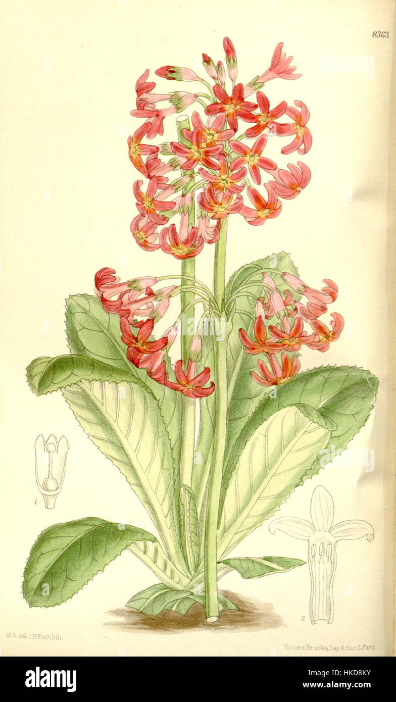 This botanical illustration features the Primula maximowiczii, a ...