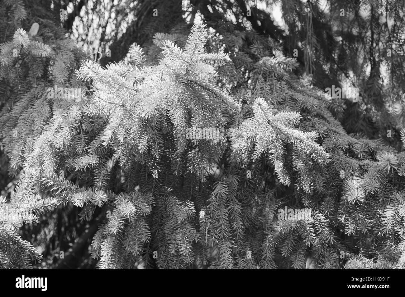 Conifer branch with fir cone in nature, note shallow depth of field ...