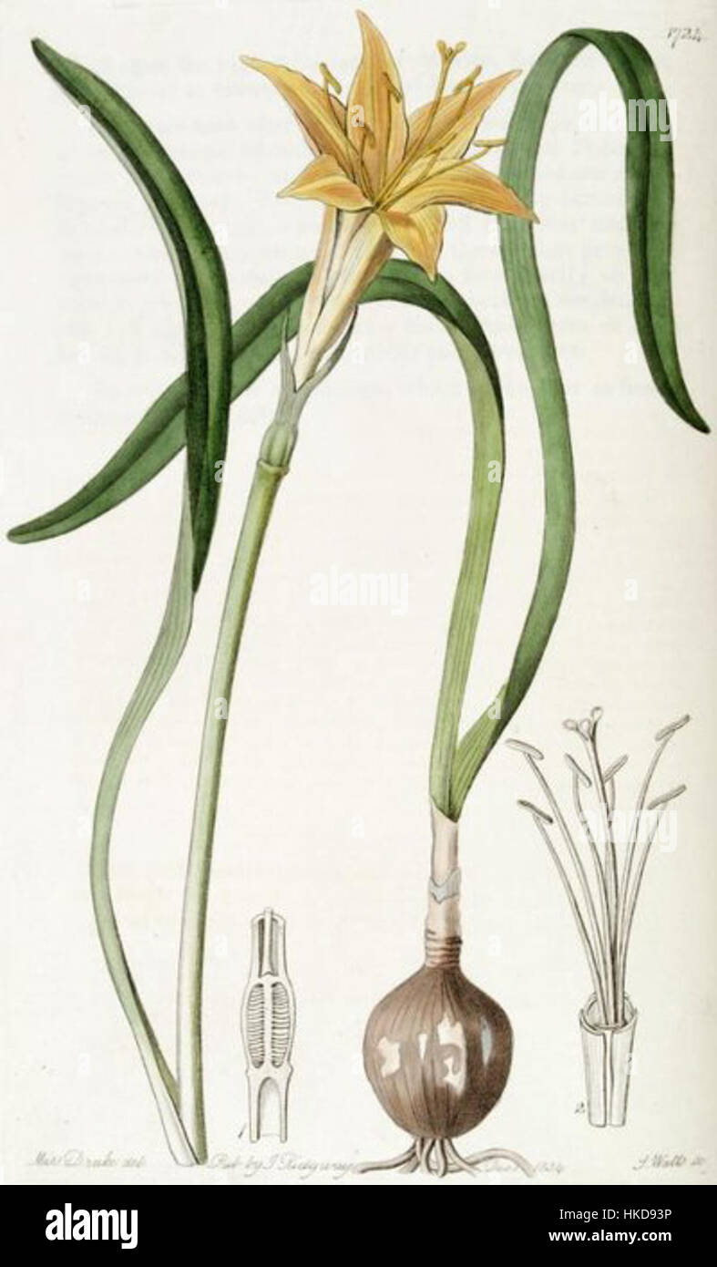 Pyrolirion aureum, also known as Edwards' Golden Fern, is a rare and ...