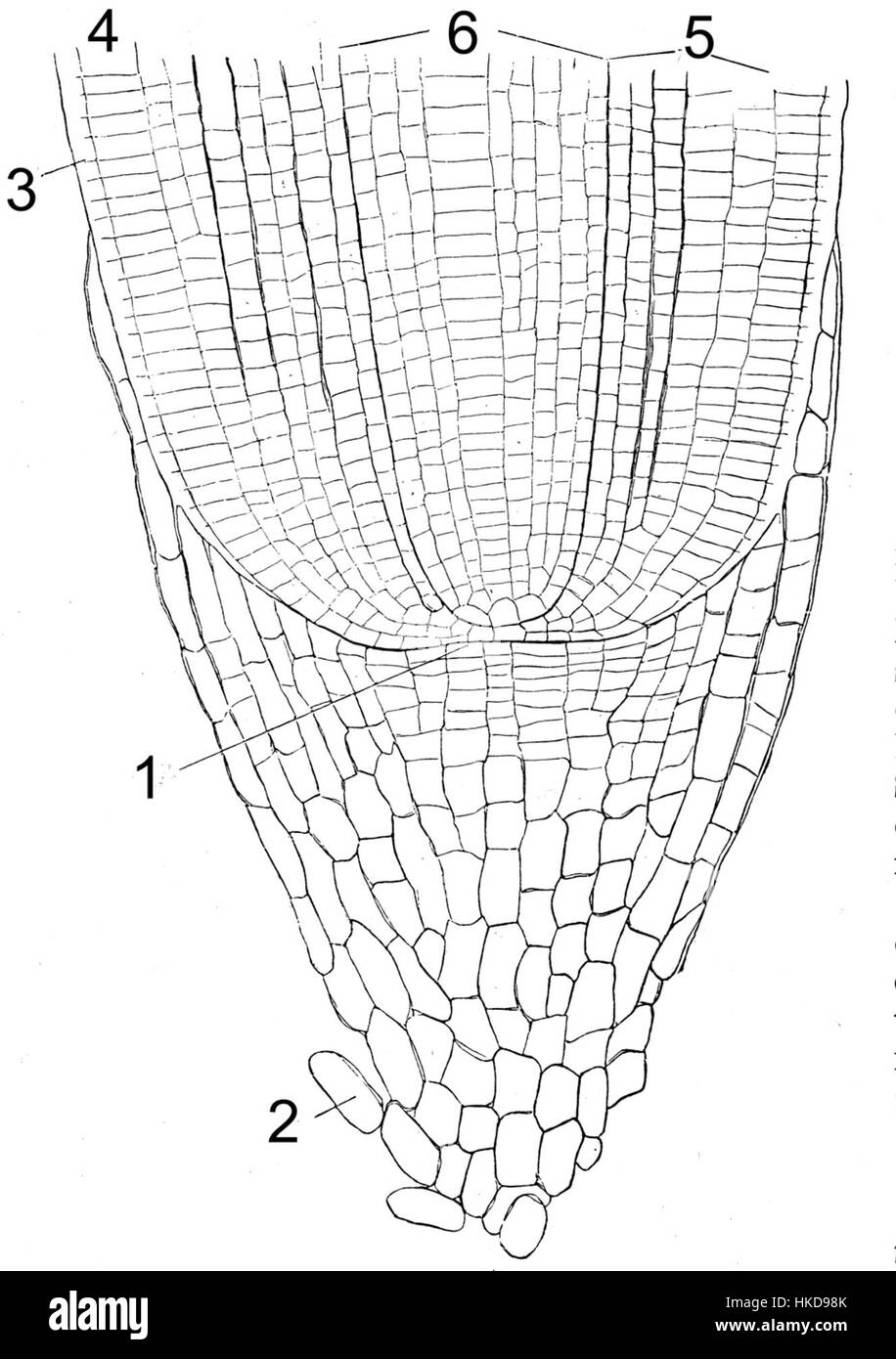 *Root Tip Anatomy* is a scientific illustration that provides a ...