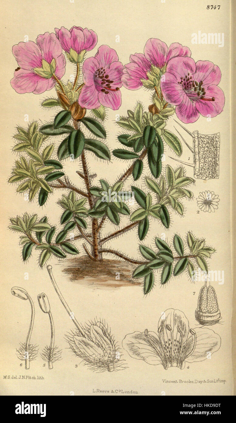 This botanical illustration of 'Rhododendron prostratum' highlights the ...