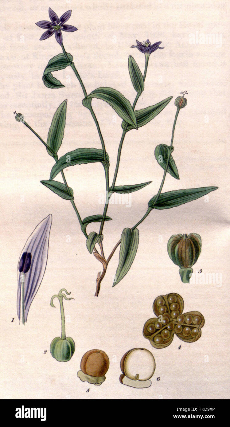 Schelhammera undulata is a species of flowering plant native to ...