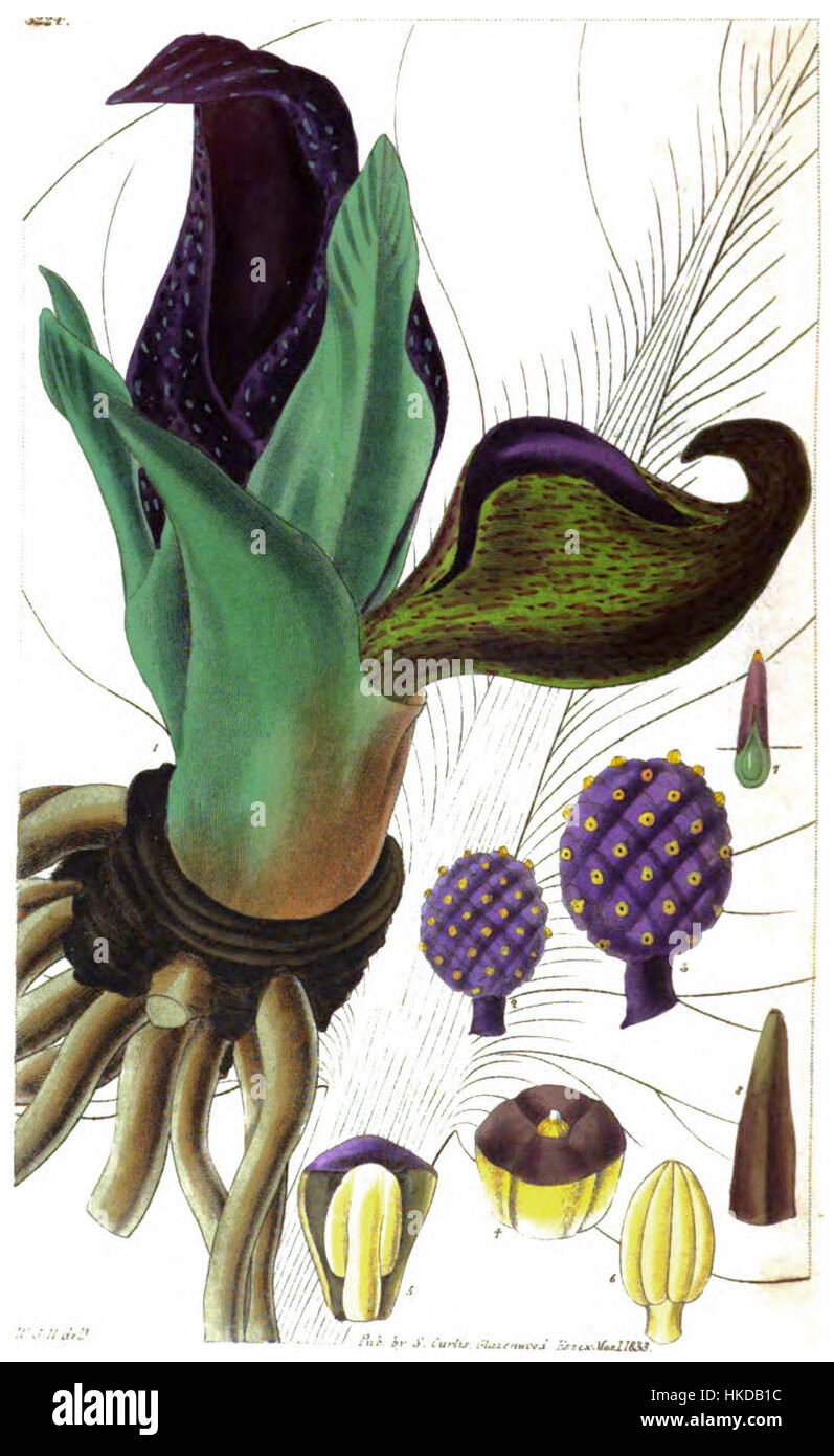 The botanical illustration 'Symplocarpus foetidus' from CBM showcases ...