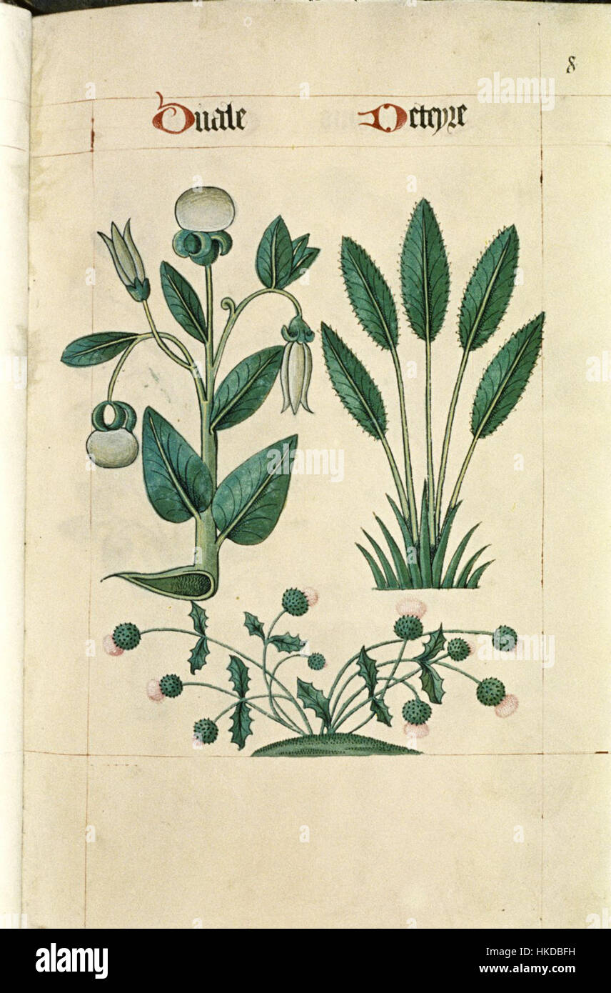 This manuscript, MS. Ashmole 1504 12, is a Tudor pattern book that ...