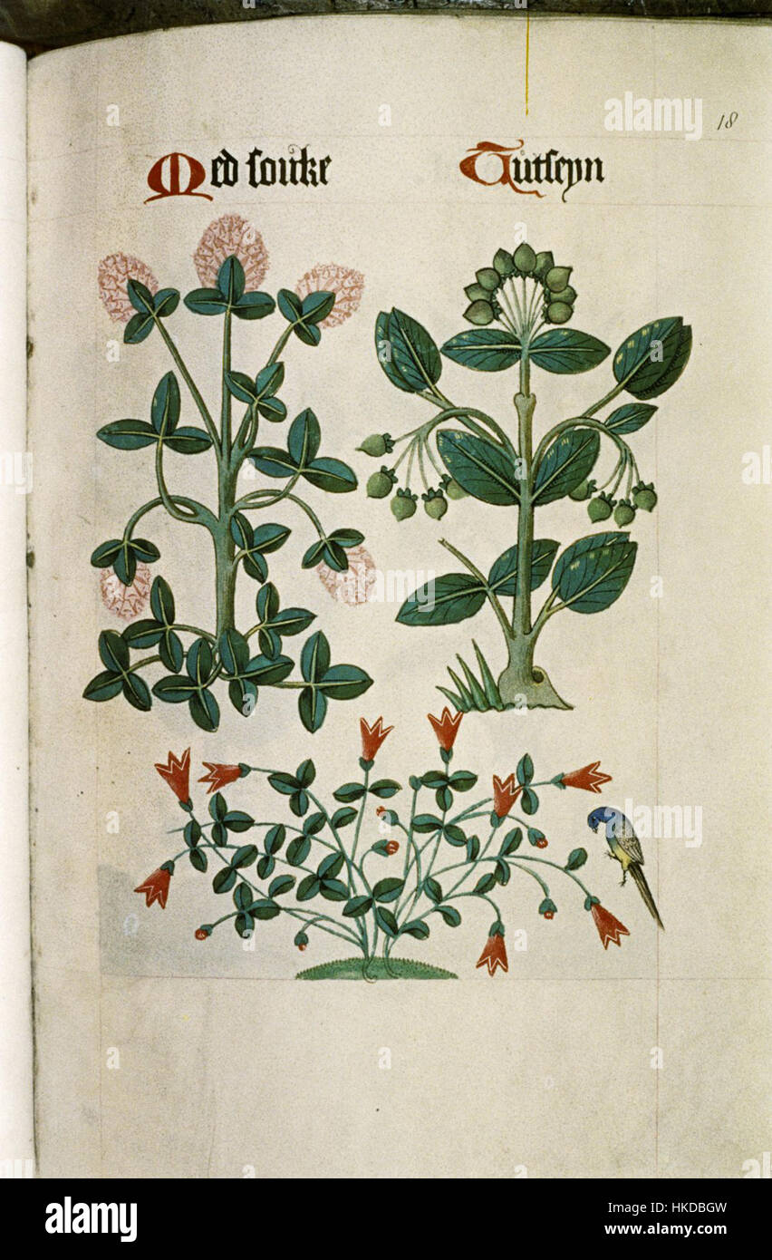 A page from the Tudor pattern book, MS. Ashmole 1504 32, showcasing ...