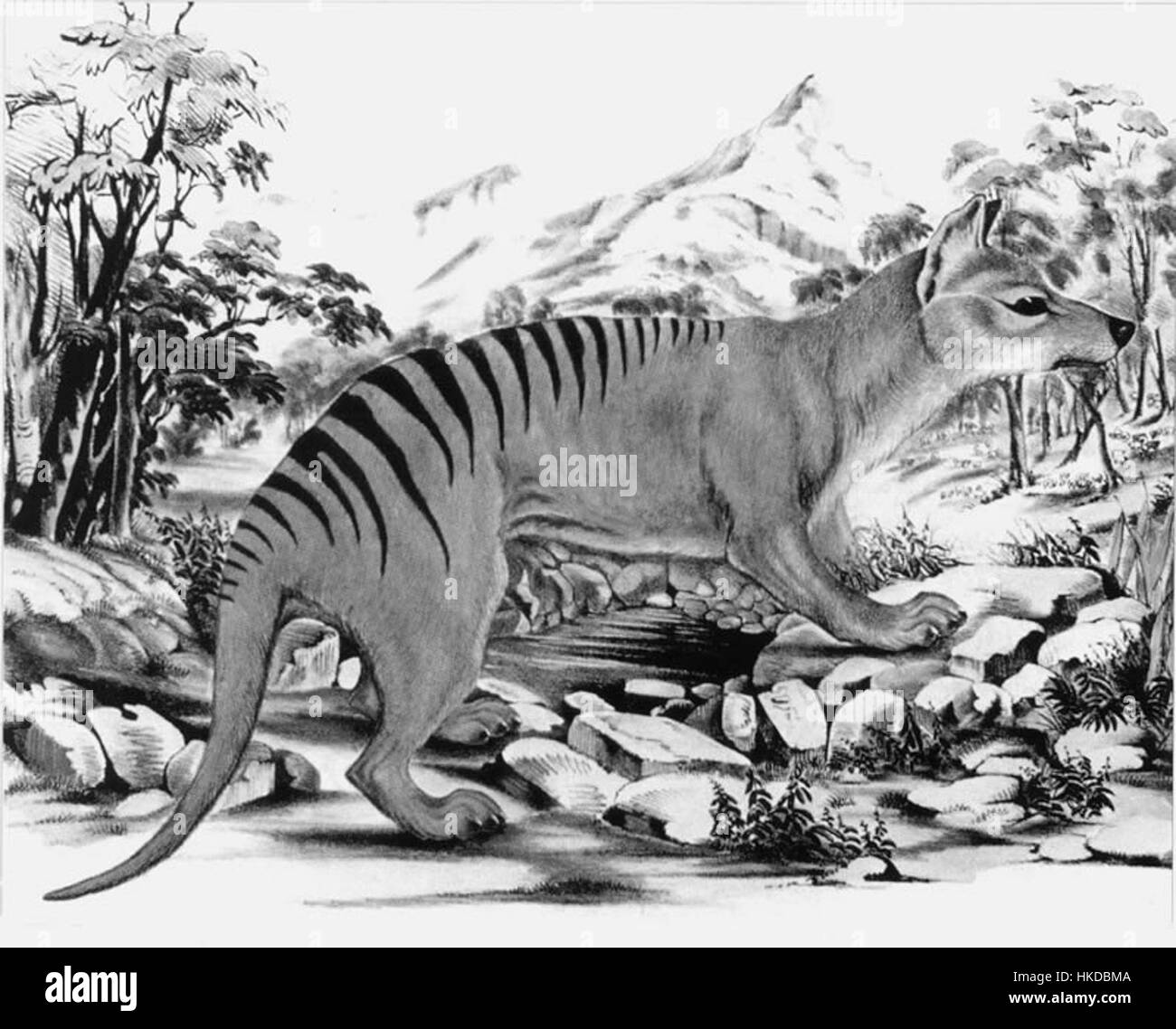 A historical painting of the Thylacine (Tasmanian Tiger), created by ...