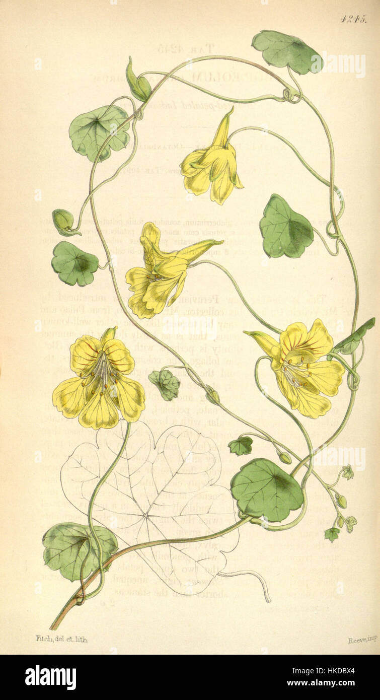 Ruffled flowers hi-res stock photography and images - Alamy