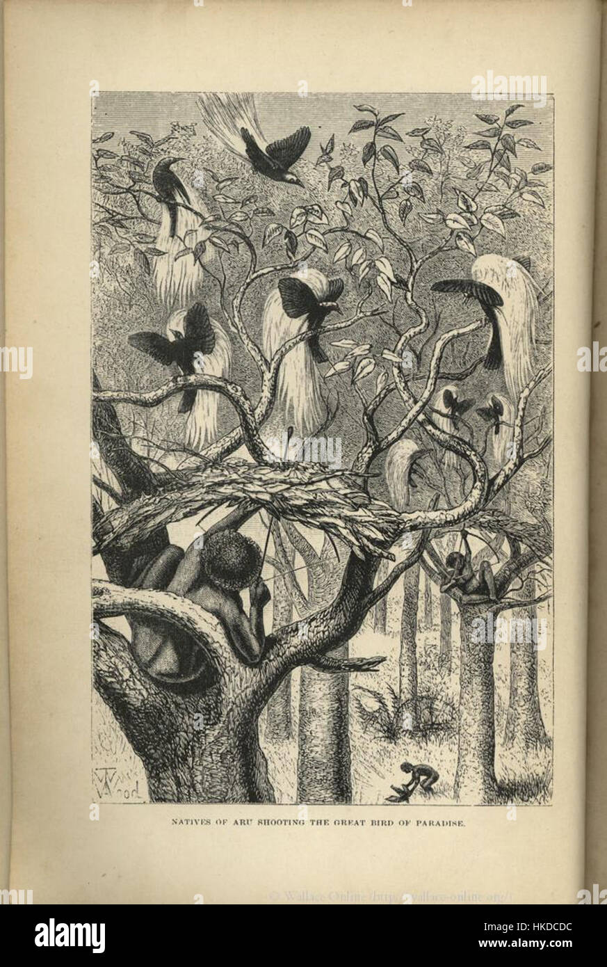 The *Wallace's Birds of Paradise* is a famous series of illustrations ...