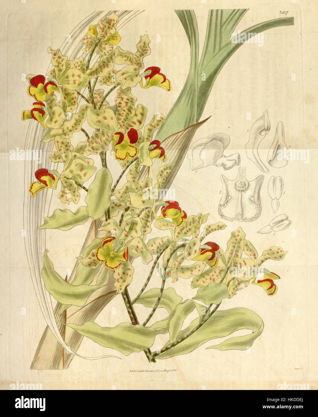Scientific orchid illustrations hi-res stock photography and images - Alamy