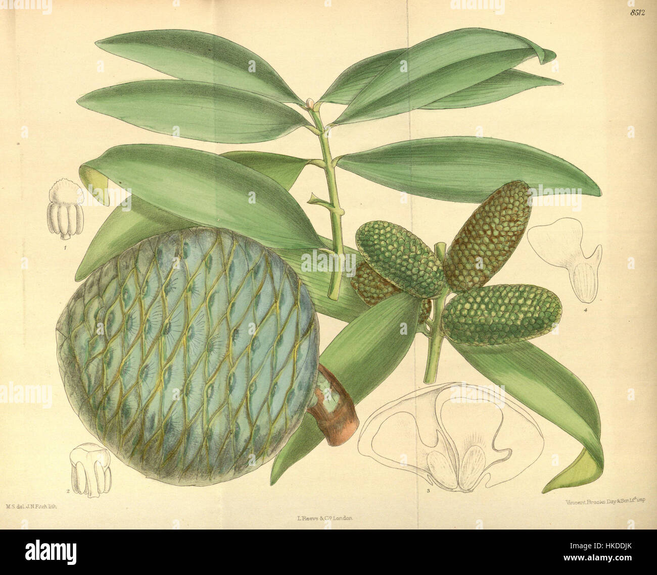 This botanical illustration depicts *Agathis vitiensis*, a species of ...