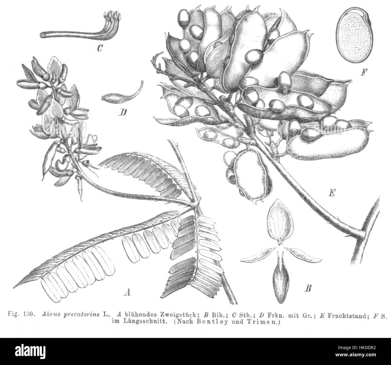 Abrus precatorius, commonly known as the rosary pea, is a tropical ...